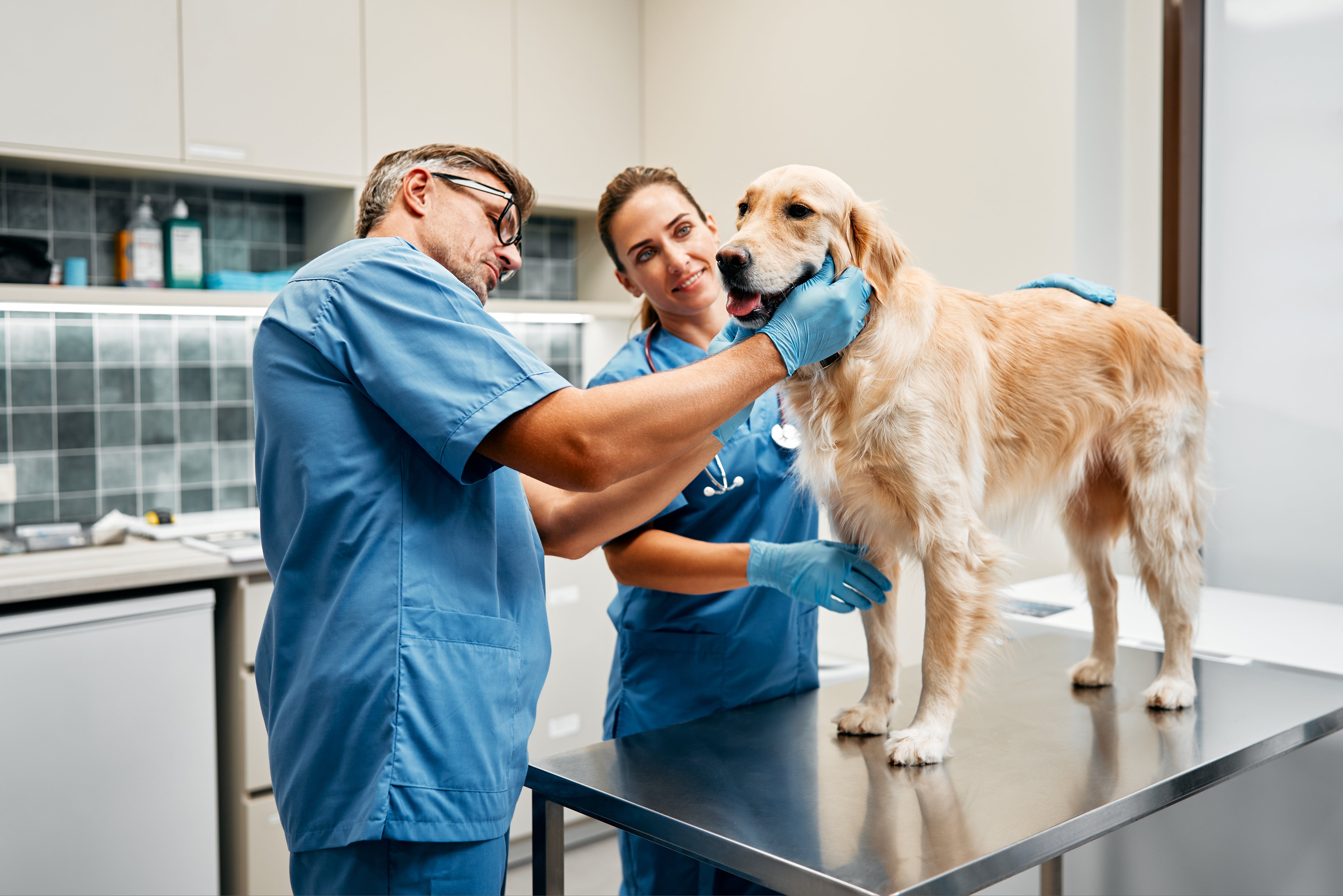 PEG 400 and the Versatile Role in Veterinary Applications